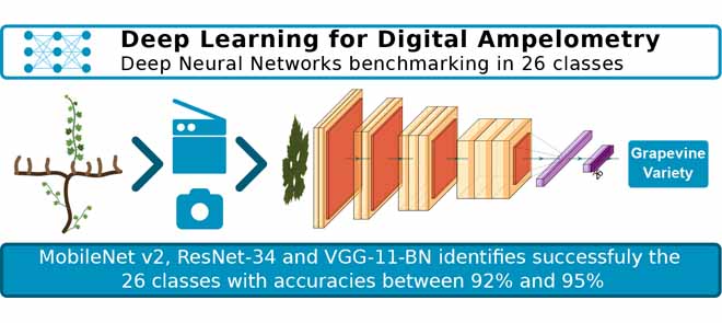Toward Grapevine Digital Ampelometry Through Vision Deep Learning Models | Sandro Magalhães ...